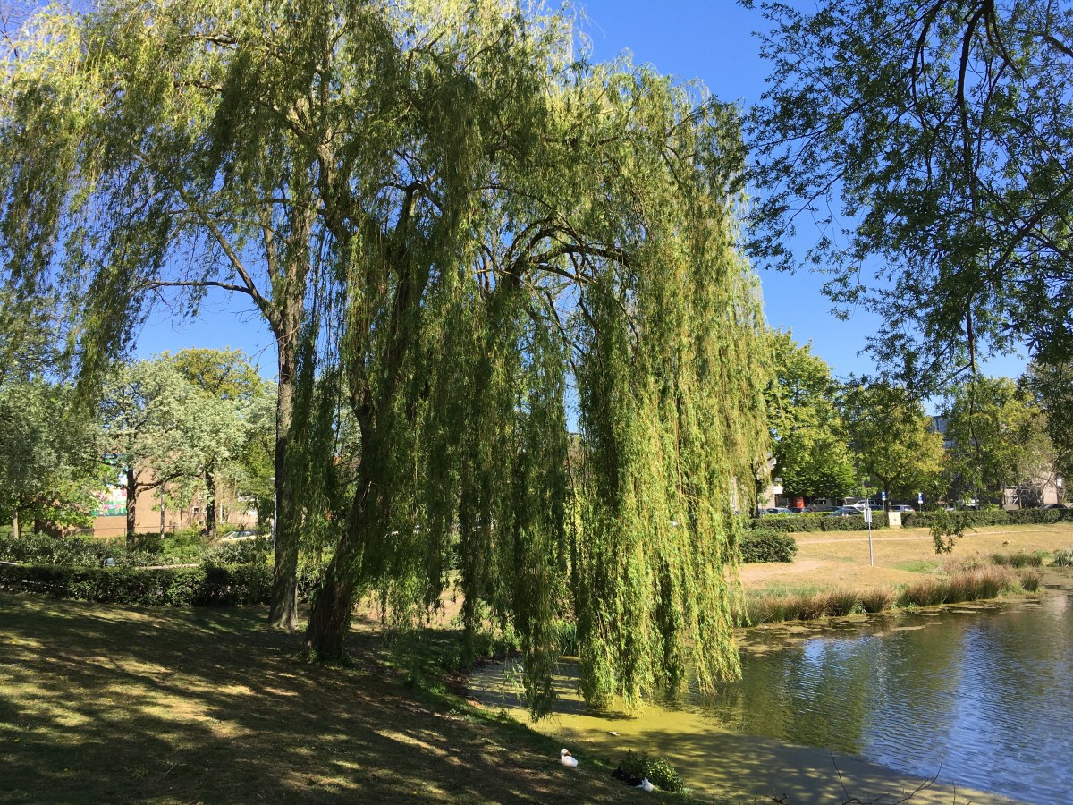 The Willow Tree – Rose Girl's World