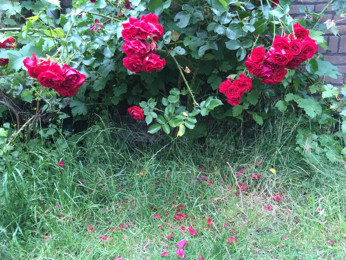 Every Tear Matters – Rose Girl's World